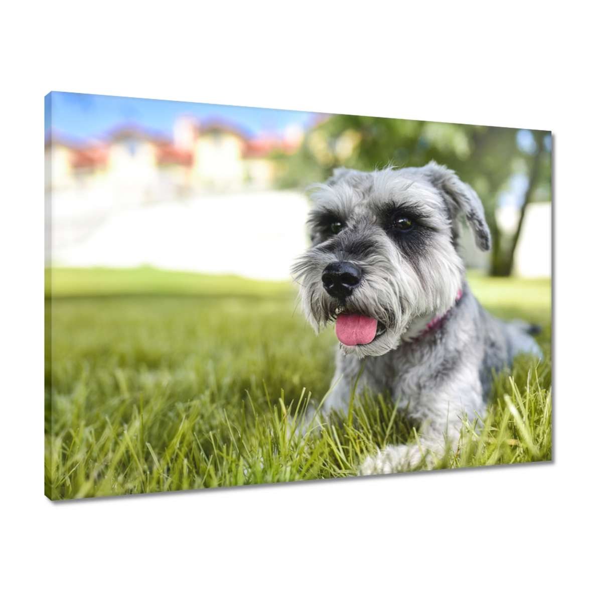 Obraz 70x50 Słodziutki piesek Psiak - ZeSmakiem | Sklep EMPIK.COM