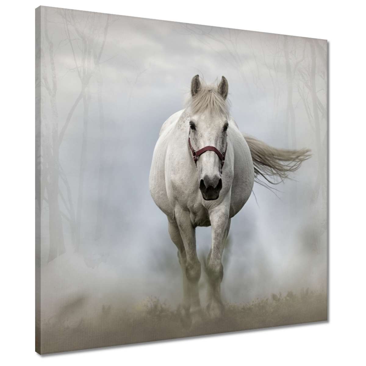 Obraz Biały koń, 50x50cm - ZeSmakiem | Sklep EMPIK.COM