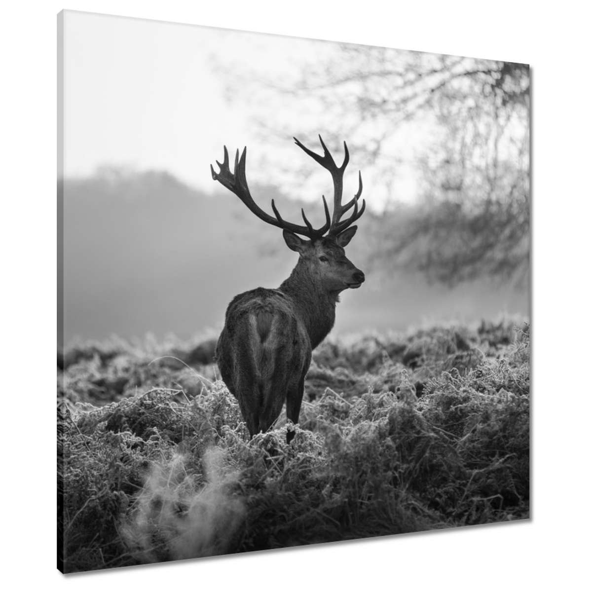 Obraz Czarno-biały jeleń, 70x70cm - ZeSmakiem | Sklep EMPIK.COM