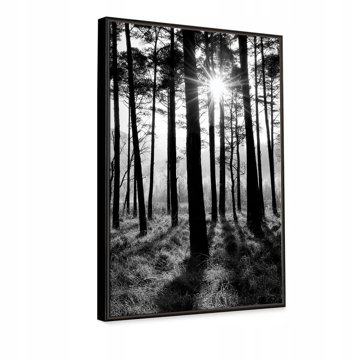 obraz czarno-biały las z promieniami słońca 69x99 cm duży obraz do ...