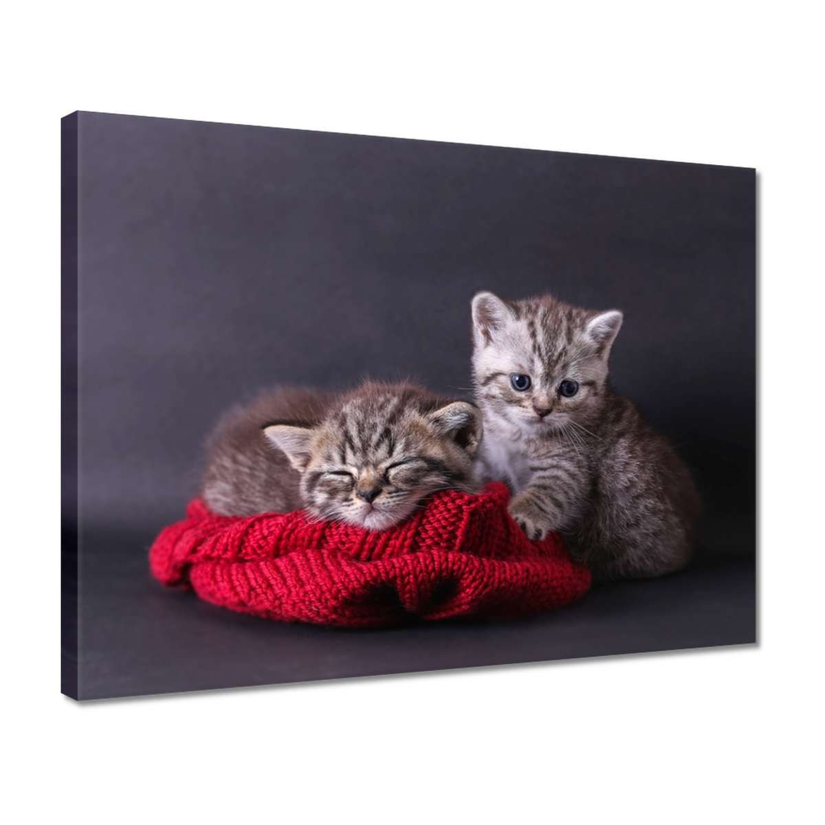 Obraz Dwa słodkie kotki, 40x30cm - ZeSmakiem | Sklep EMPIK.COM