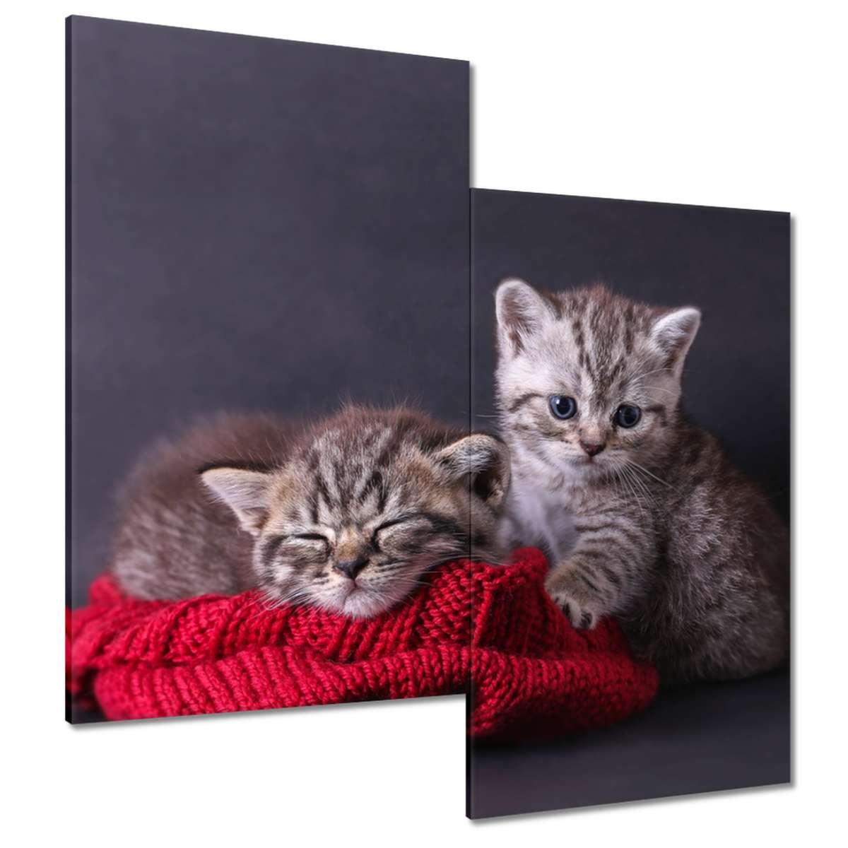 Obraz Dwa słodkie kotki, 60x60cm - ZeSmakiem | Sklep EMPIK.COM