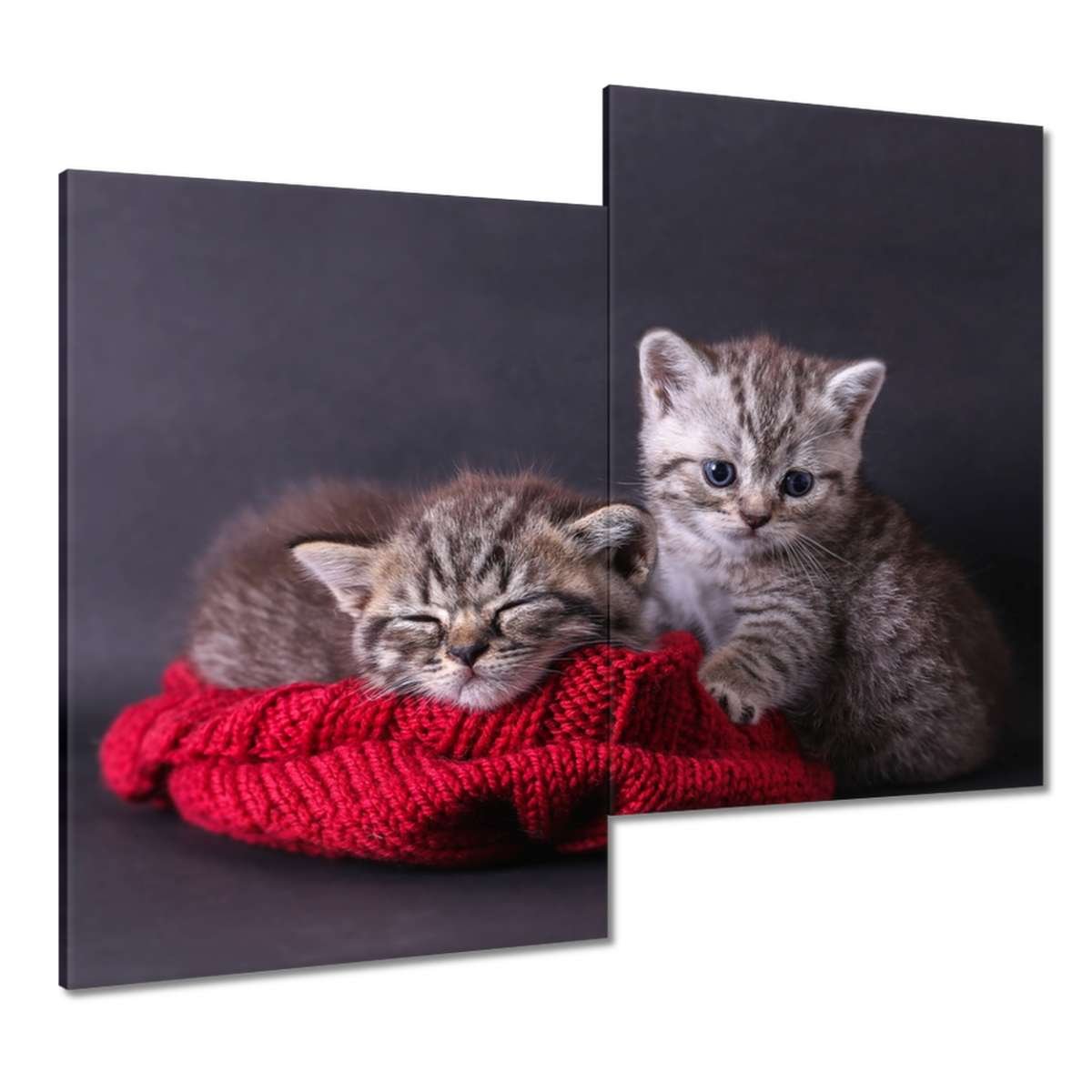 Obraz Dwa słodkie kotki, 80x70cm - ZeSmakiem | Sklep EMPIK.COM
