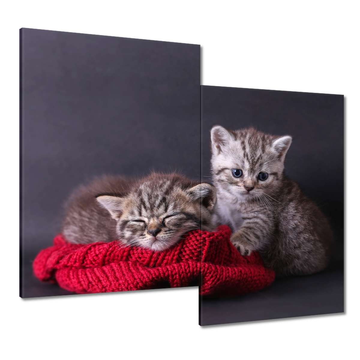 Obraz Dwa słodkie kotki, 80x70cm - ZeSmakiem | Sklep EMPIK.COM