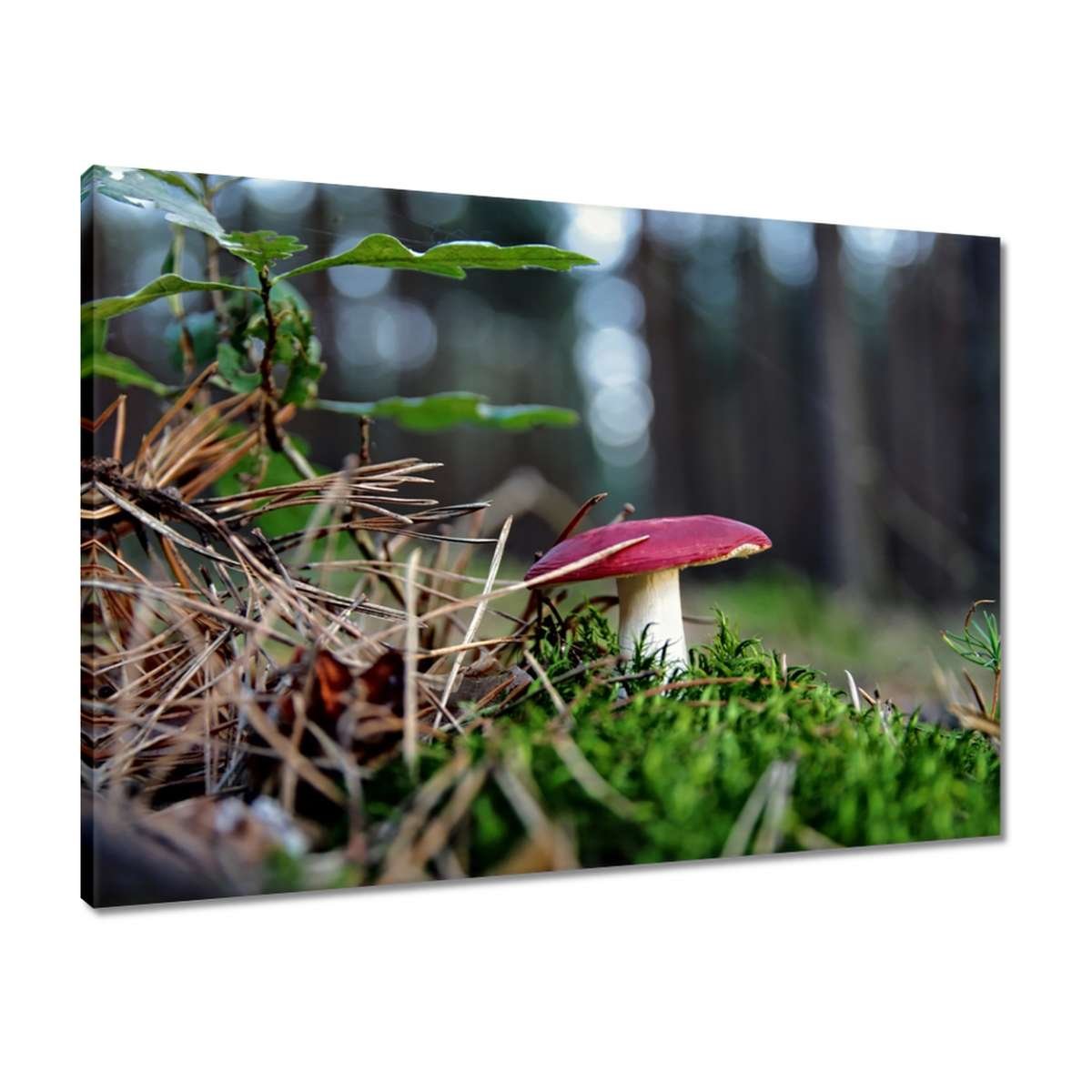 Obraz Grzyb Czerwony muchomorek, 70x50cm - ZeSmakiem | Sklep EMPIK.COM