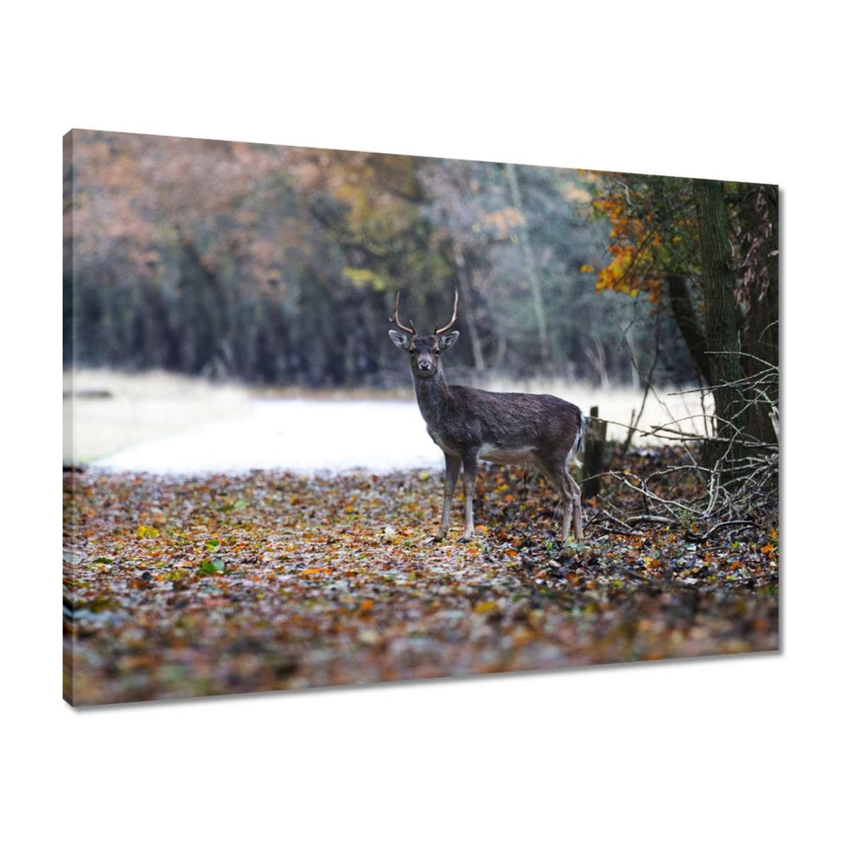 Obraz Jelonek w lesie Las, 70x50cm - ZeSmakiem | Sklep EMPIK.COM