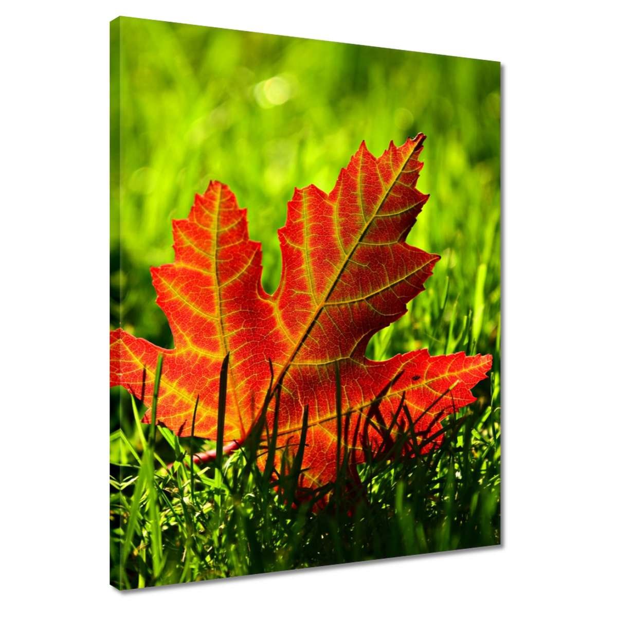 Obraz Jesienny liść na trawce, 40x50cm - ZeSmakiem | Sklep EMPIK.COM