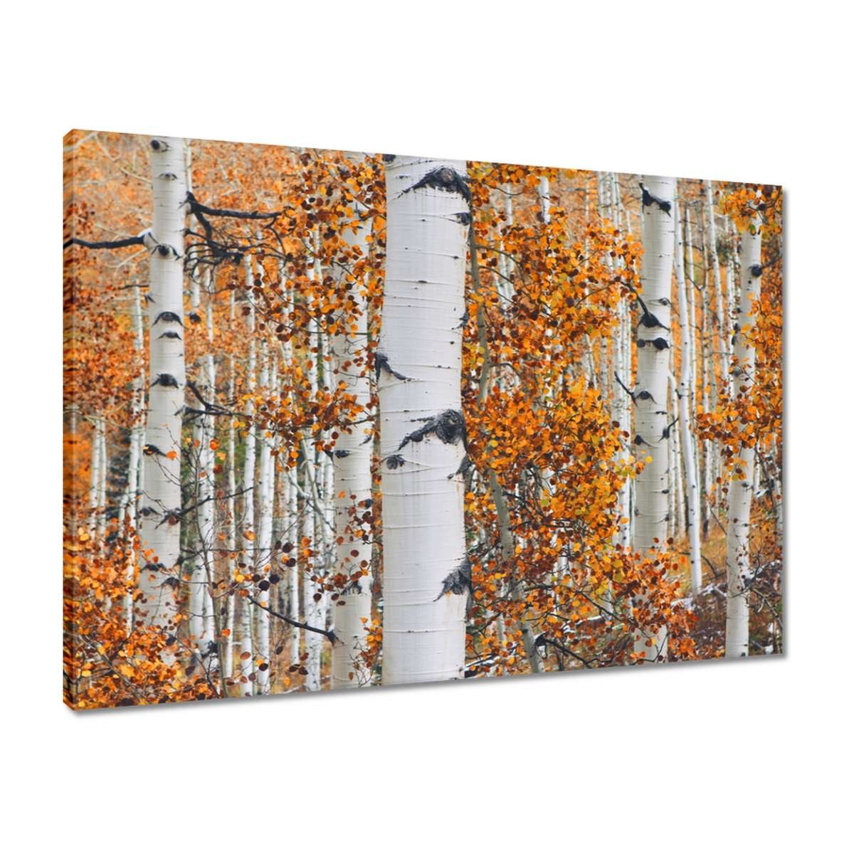 Obraz Jesienny pejzaż Brzozy, 70x50cm - ZeSmakiem | Sklep EMPIK.COM