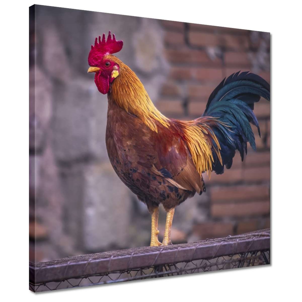 Obraz Kogut Prawdziwy wojownik, 40x40cm - ZeSmakiem | Sklep EMPIK.COM