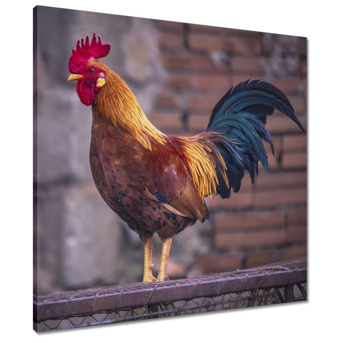Obraz Kogut Prawdziwy wojownik, 60x60cm - ZeSmakiem | Sklep EMPIK.COM