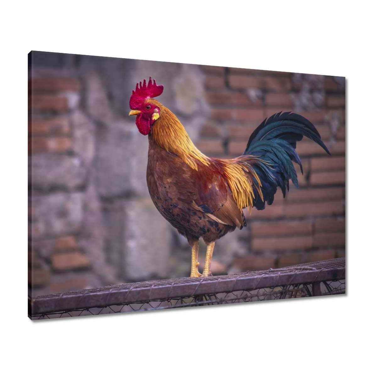 Obraz Kogut Prawdziwy wojownik, 80x60cm - ZeSmakiem | Sklep EMPIK.COM