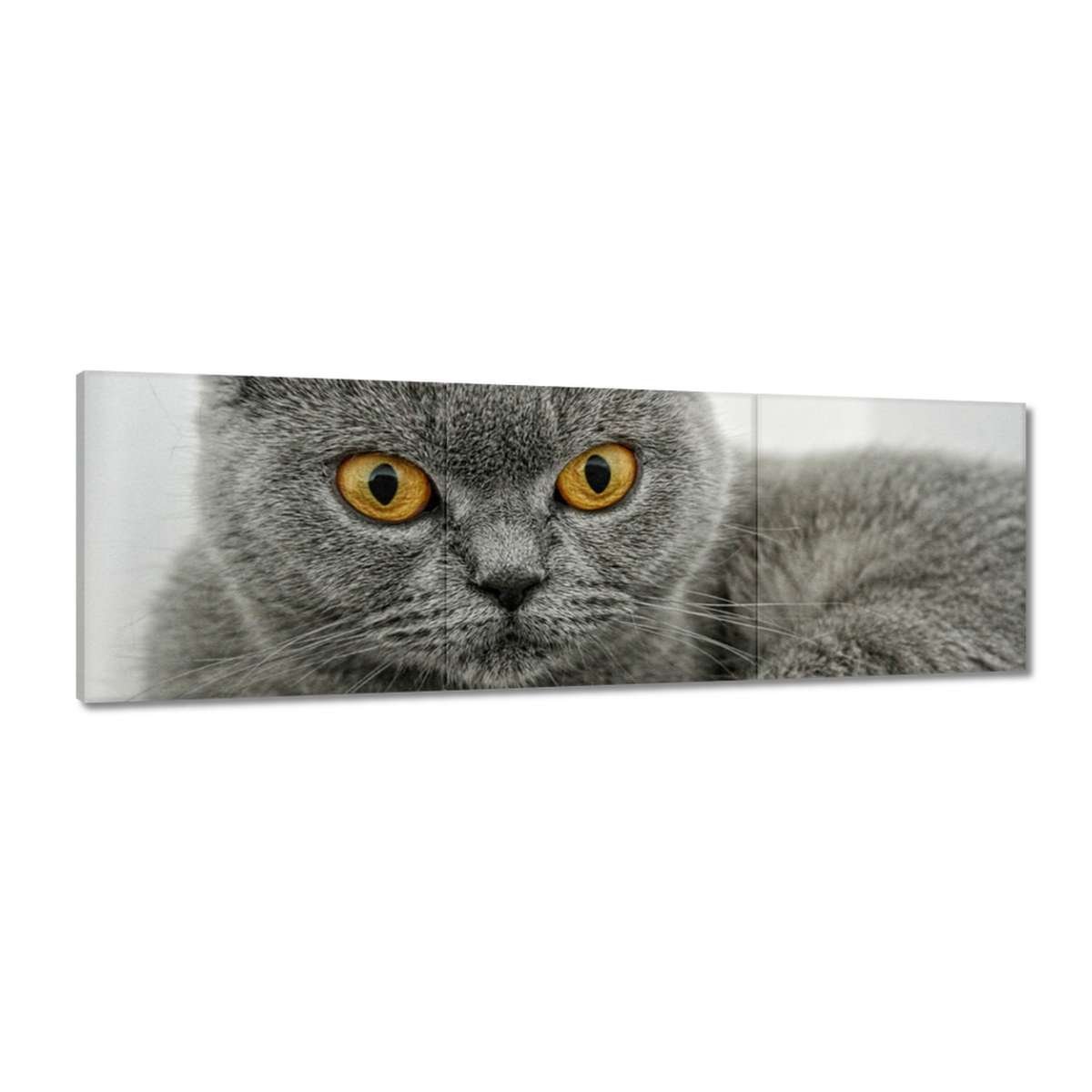 Obraz Kot brytyjski krótkowłosy, 150x50cm - ZeSmakiem | Sklep EMPIK.COM