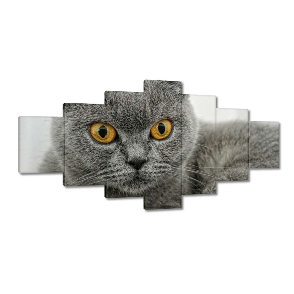 Obraz Kot brytyjski krótkowłosy, 210x100cm - ZeSmakiem | Sklep EMPIK.COM