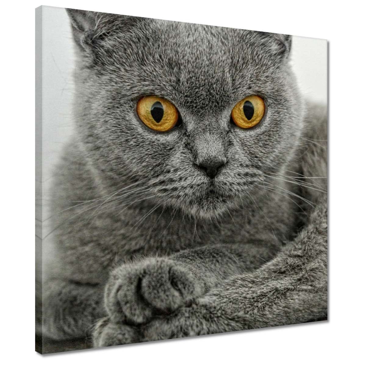 Obraz Kot brytyjski krótkowłosy, 40x40cm - ZeSmakiem | Sklep EMPIK.COM