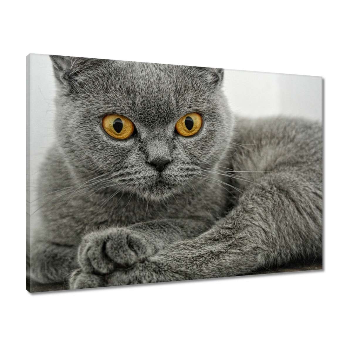 Obraz Kot brytyjski krótkowłosy, 70x50cm - ZeSmakiem | Sklep EMPIK.COM