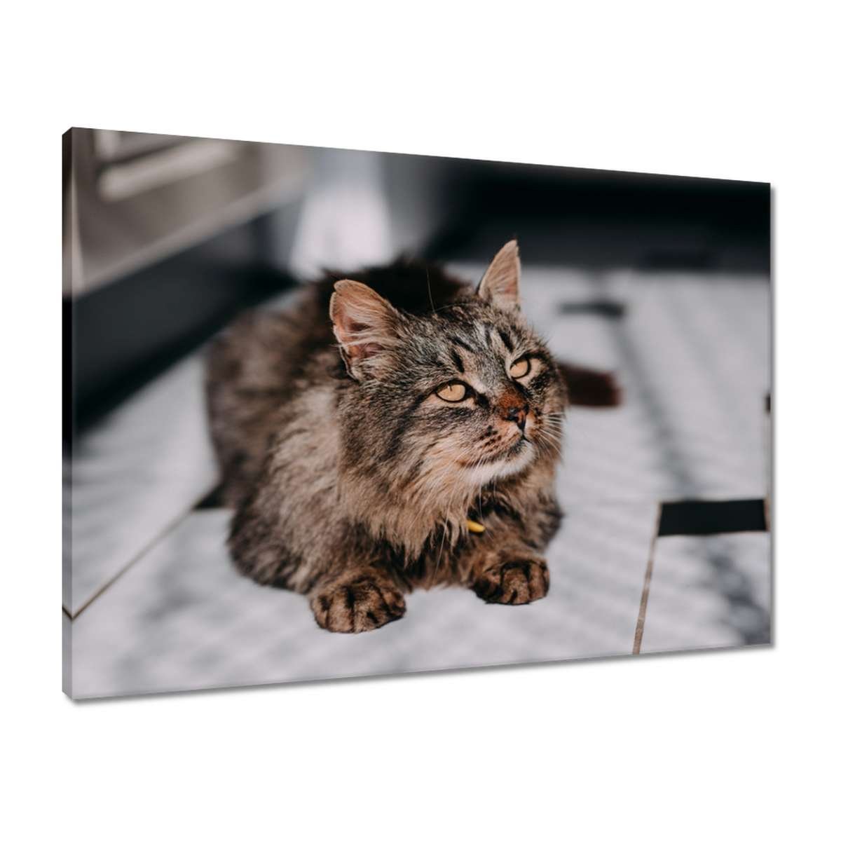 Obraz Kot Kotek Kotki Kicia, 70x50cm - ZeSmakiem | Sklep EMPIK.COM
