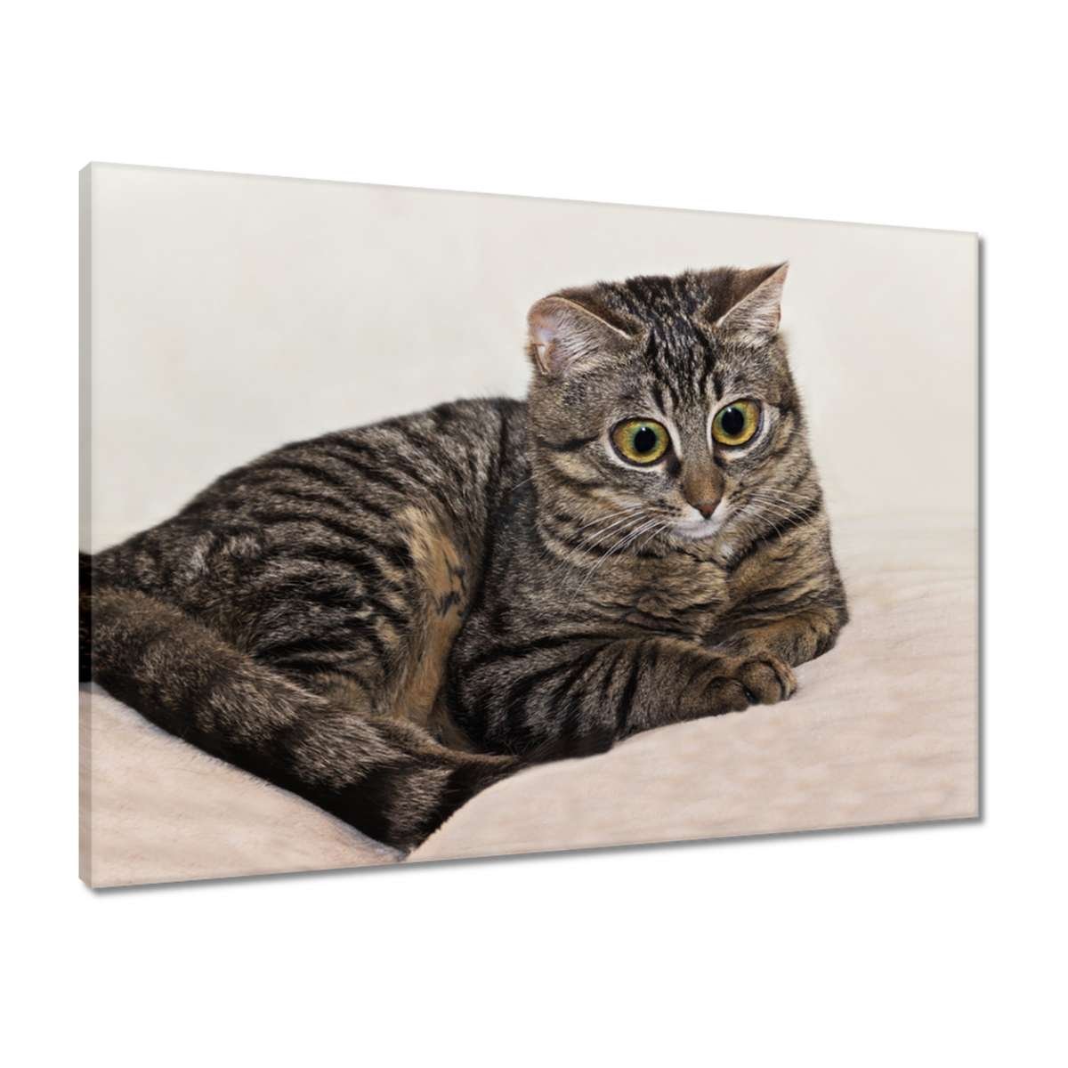 Obraz Kot Kotek Kotki Kicia, 70x50cm - ZeSmakiem | Sklep EMPIK.COM