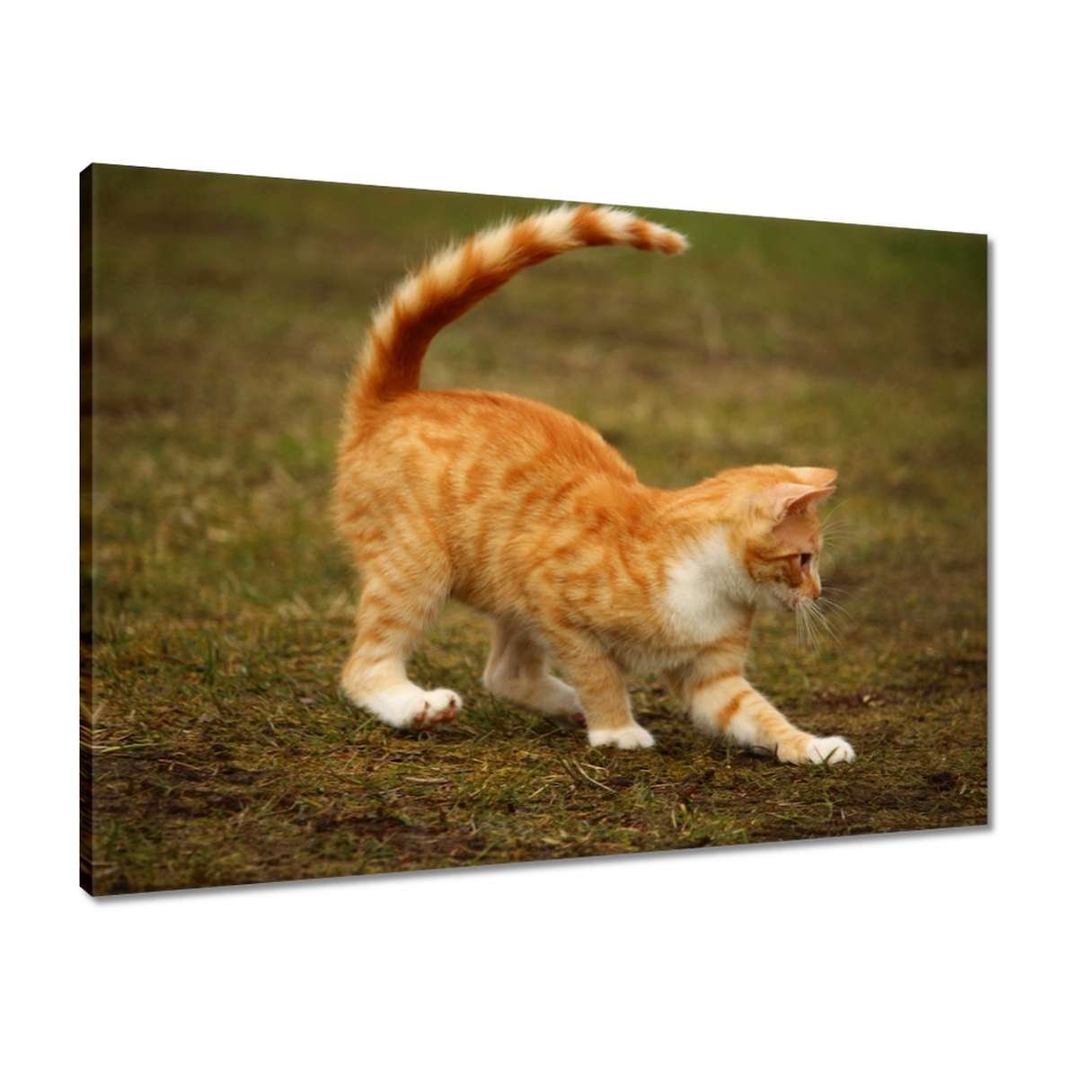 Obraz Kot Kotek Kotki Kicia, 70x50cm - ZeSmakiem | Sklep EMPIK.COM