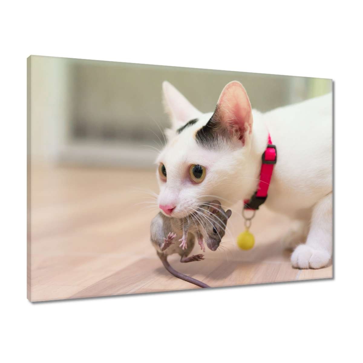 Obraz Kot Kotek Kotki Kicia, 70x50cm - ZeSmakiem | Sklep EMPIK.COM