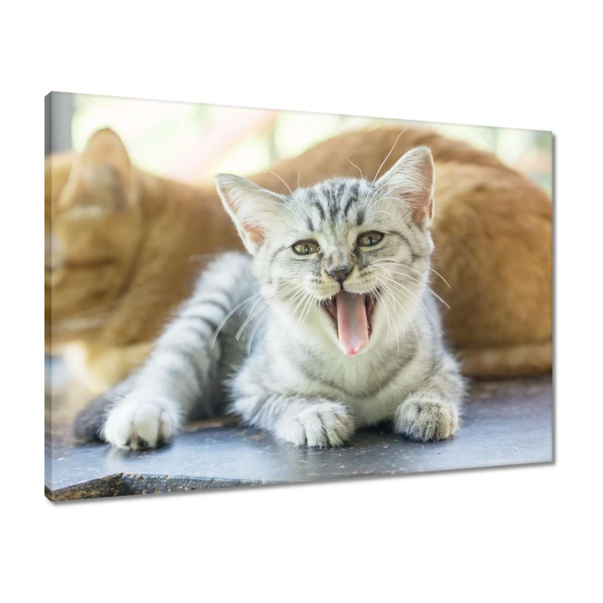 Obraz Kot Kotek Kotki Koty, 70x50cm - ZeSmakiem | Sklep EMPIK.COM