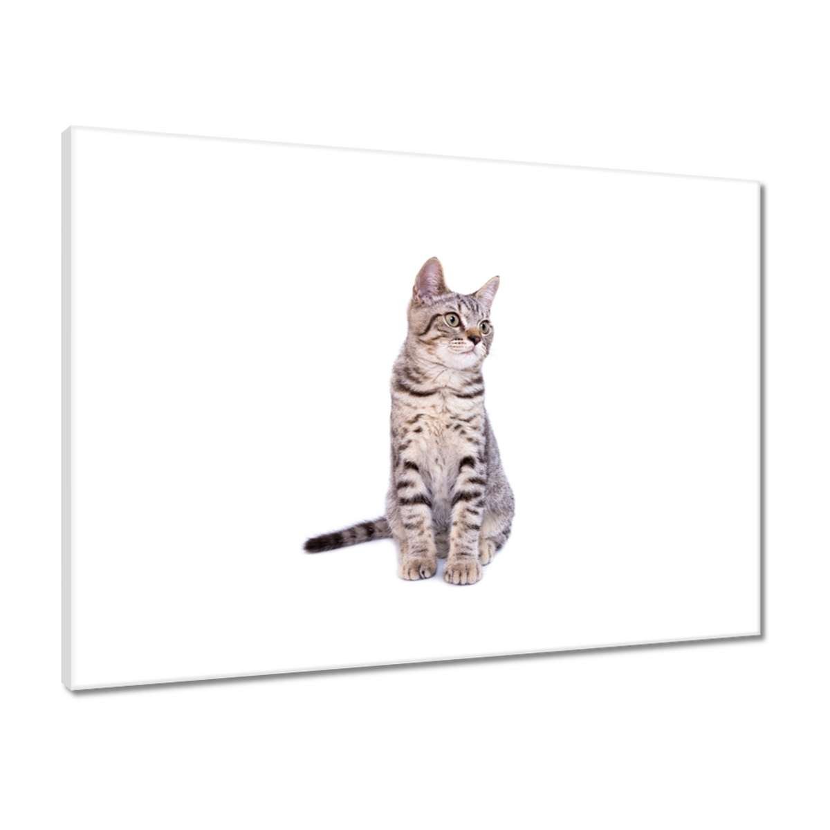 Obraz Kot Kotek Kotki Koty, 70x50cm - ZeSmakiem | Sklep EMPIK.COM