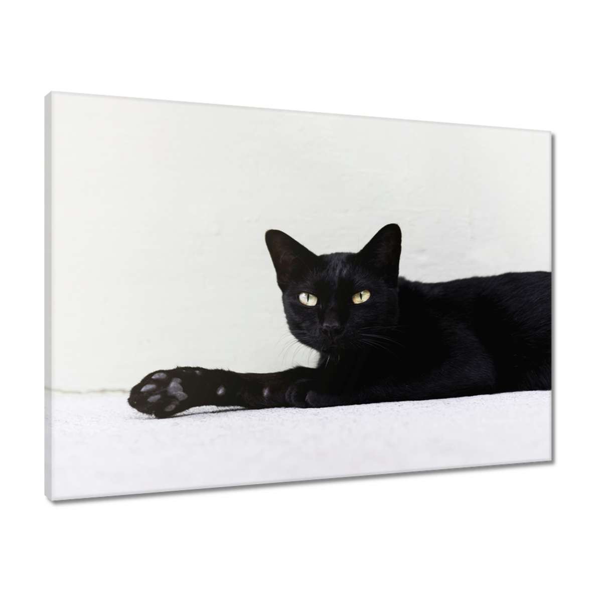 Obraz Kot Kotek Kotki Koty, 70x50cm - ZeSmakiem | Sklep EMPIK.COM