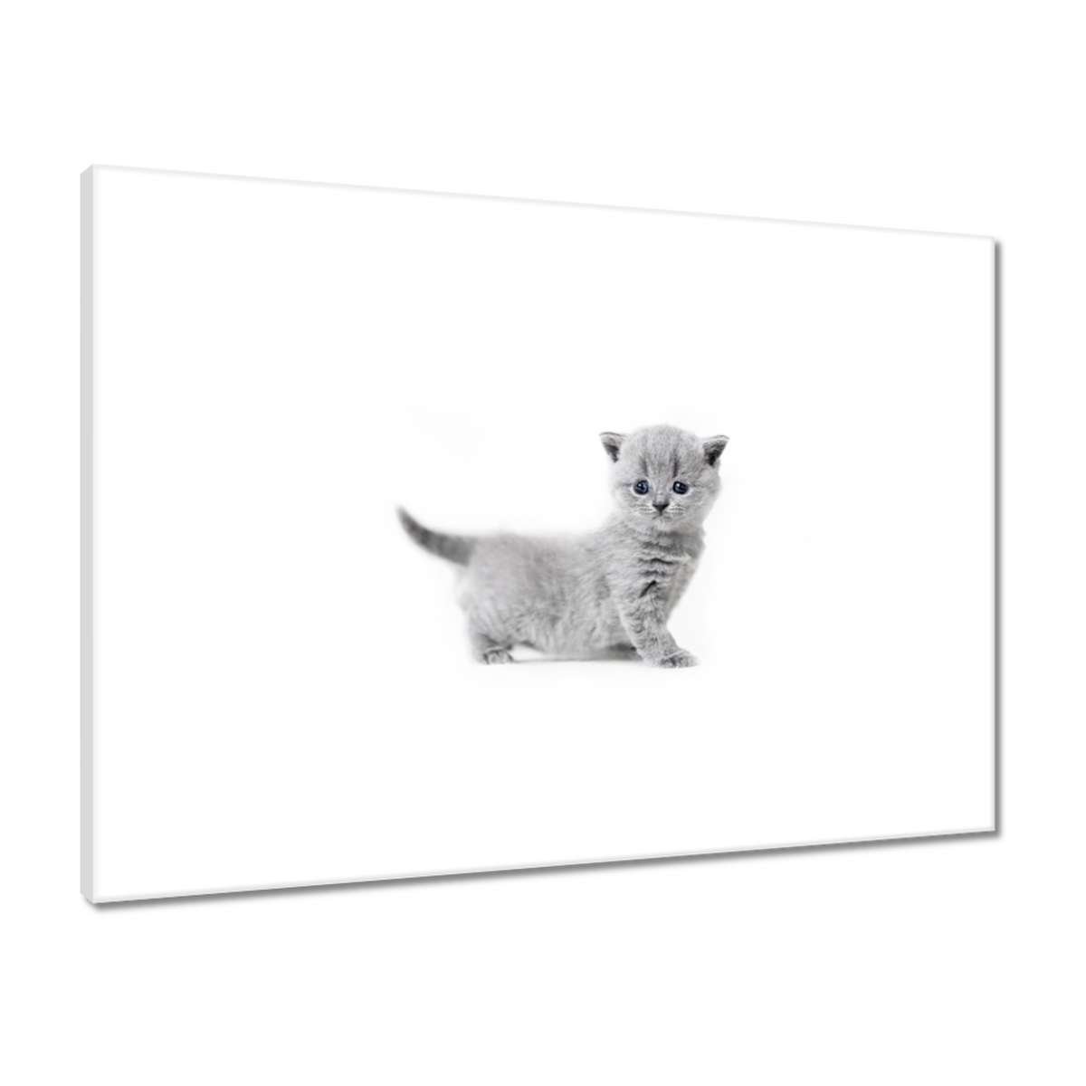 Obraz Kot Kotek Kotki Koty, 70x50cm - ZeSmakiem | Sklep EMPIK.COM