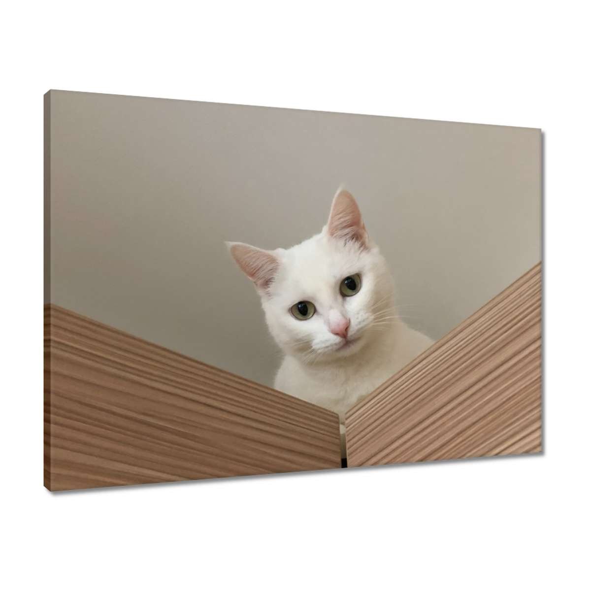 Obraz Kot Kotek Kotki Koty, 70x50cm - ZeSmakiem | Sklep EMPIK.COM