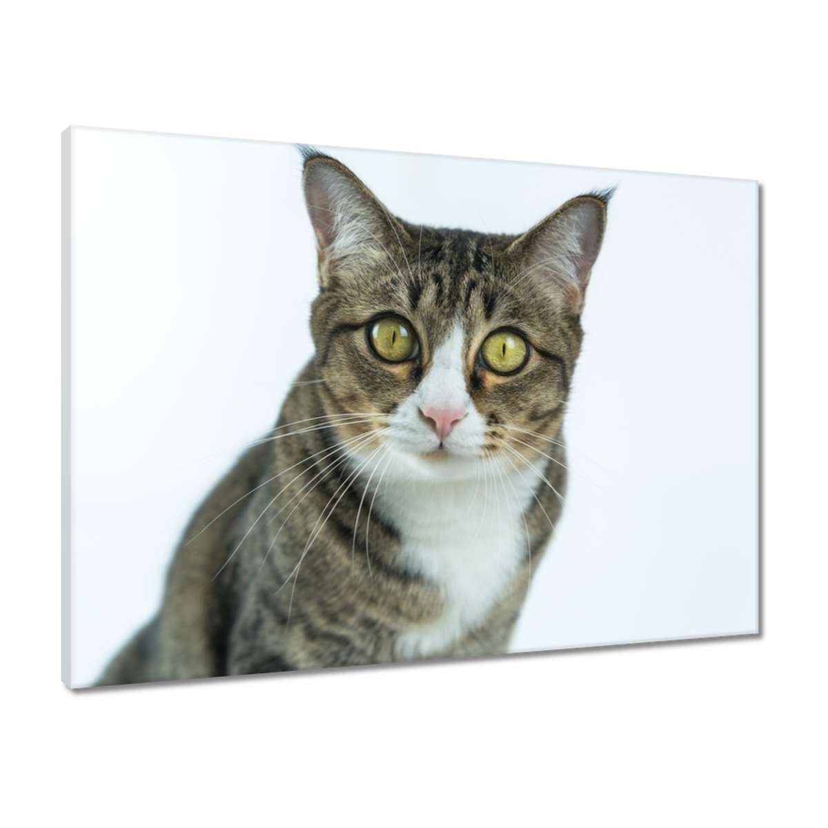 Obraz Kot Kotek Kotki Koty, 70x50cm - ZeSmakiem | Sklep EMPIK.COM