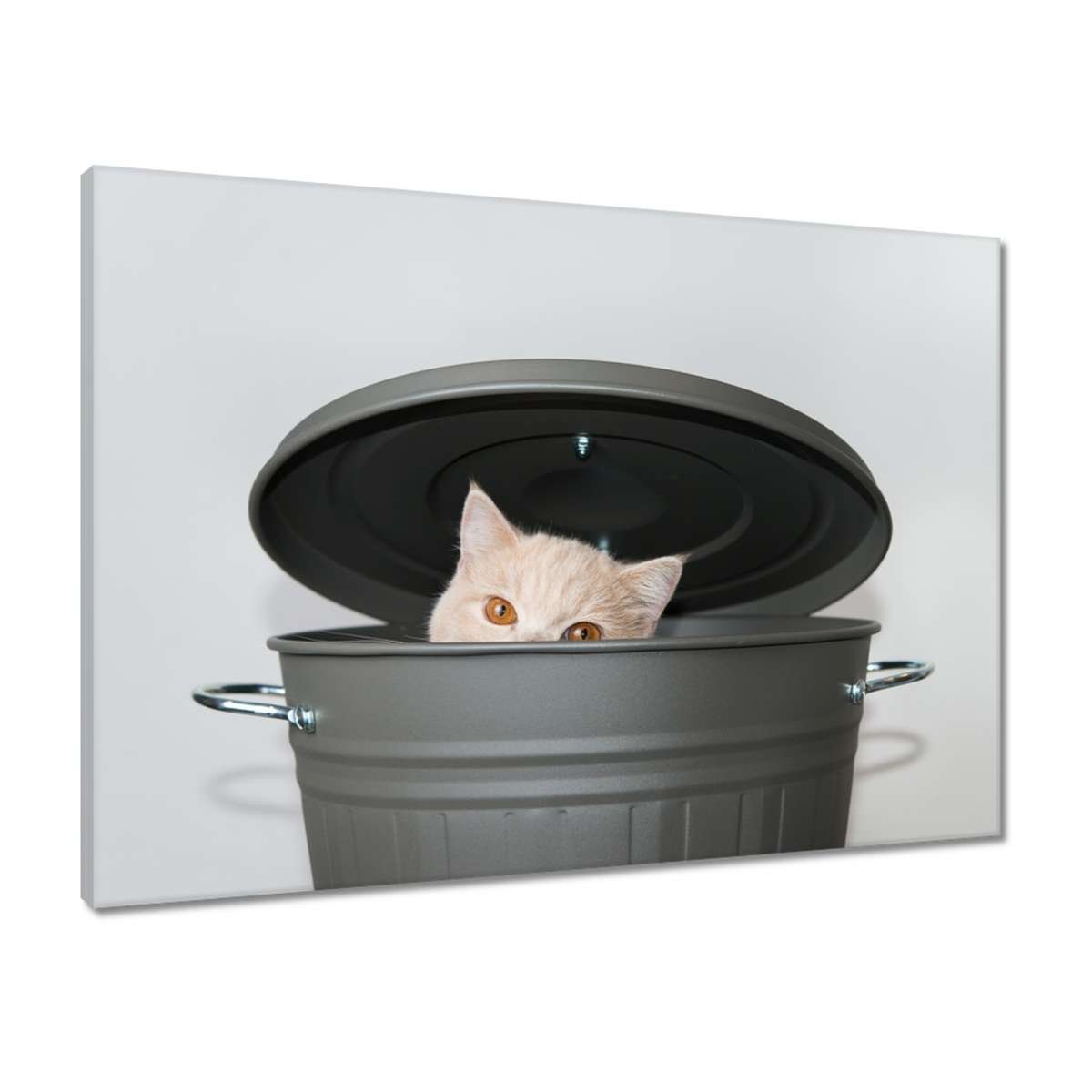 Obraz Kot Kotek Kotki Koty, 70x50cm - ZeSmakiem | Sklep EMPIK.COM