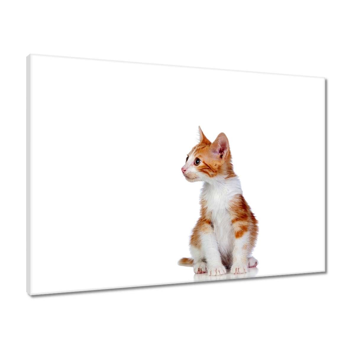 Obraz Kot Kotek Kotki Koty, 70x50cm - ZeSmakiem | Sklep EMPIK.COM
