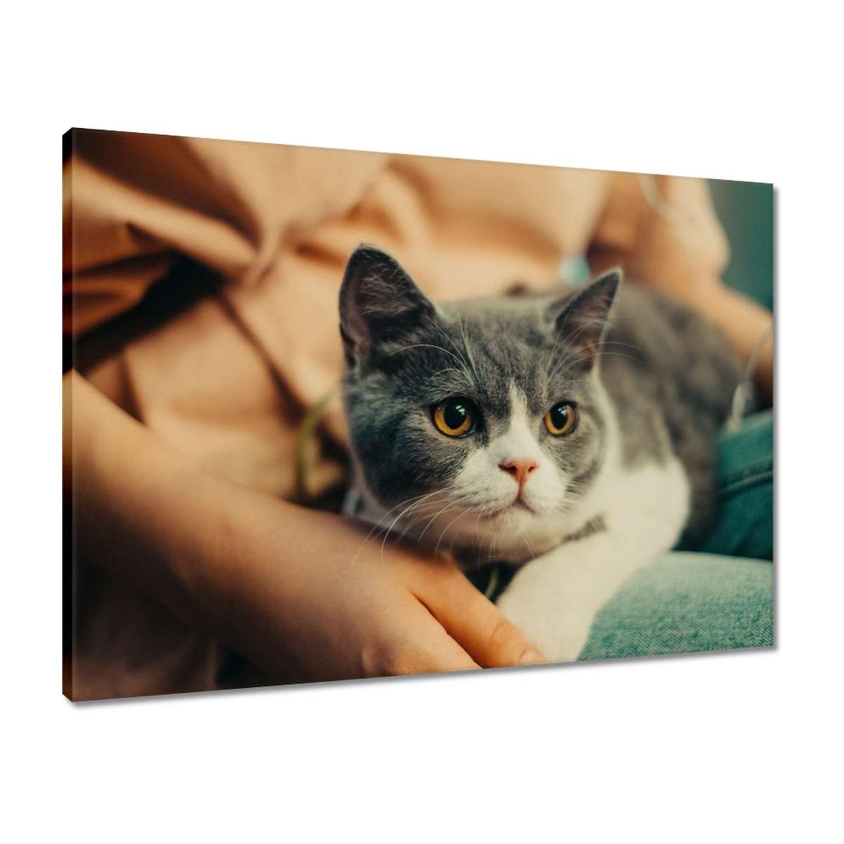 Obraz Kot Kotek Kotki Koty, 70x50cm - ZeSmakiem | Sklep EMPIK.COM