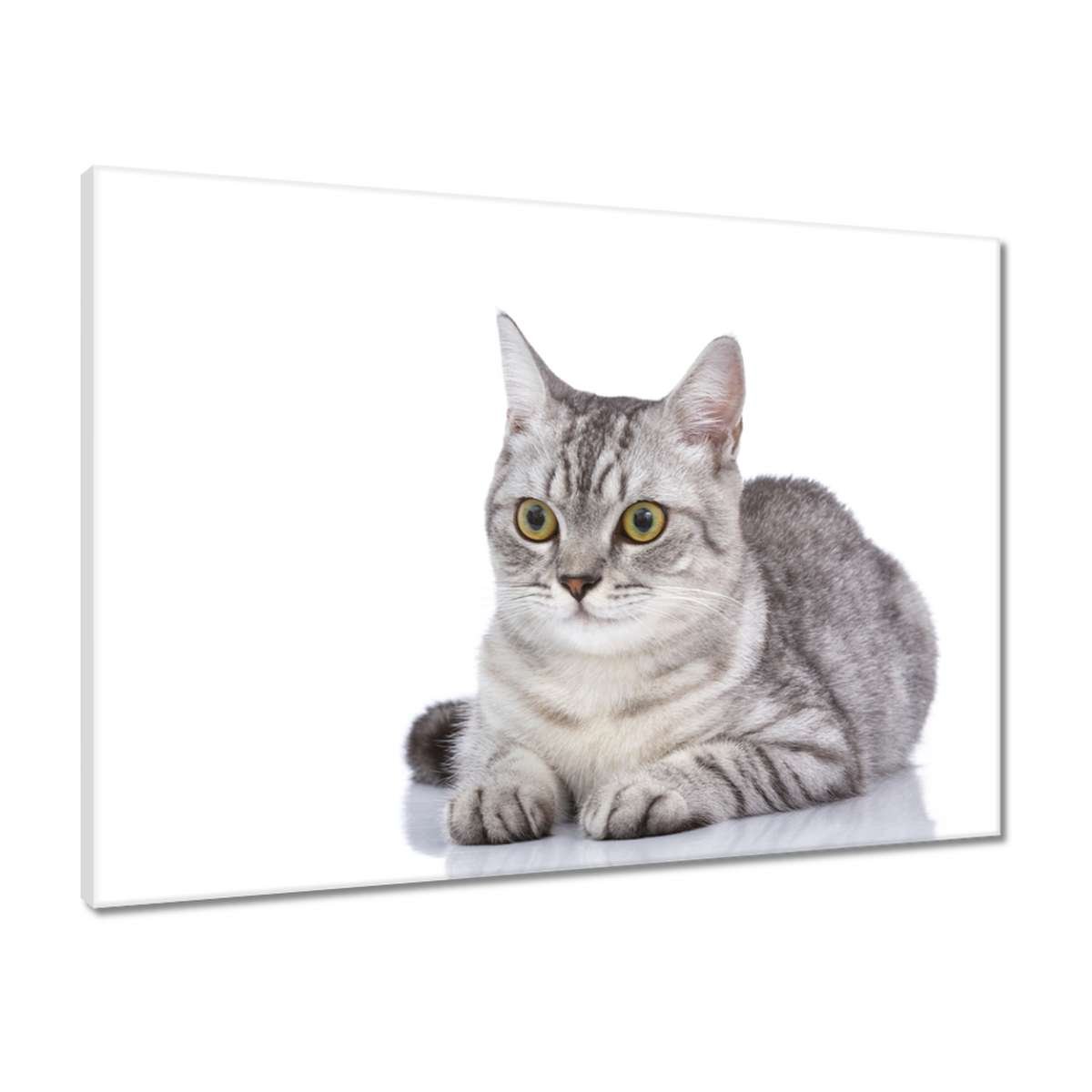 Obraz Kot Kotek Kotki Koty, 70x50cm - ZeSmakiem | Sklep EMPIK.COM