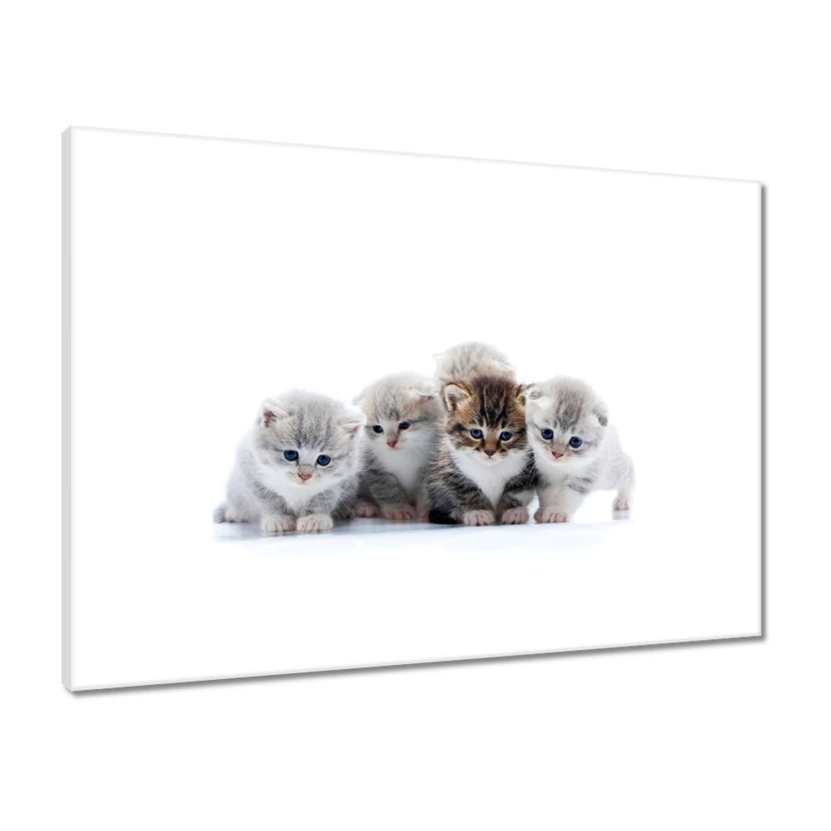 Obraz Kot Kotek Koty Kicia, 70x50cm - ZeSmakiem | Sklep EMPIK.COM