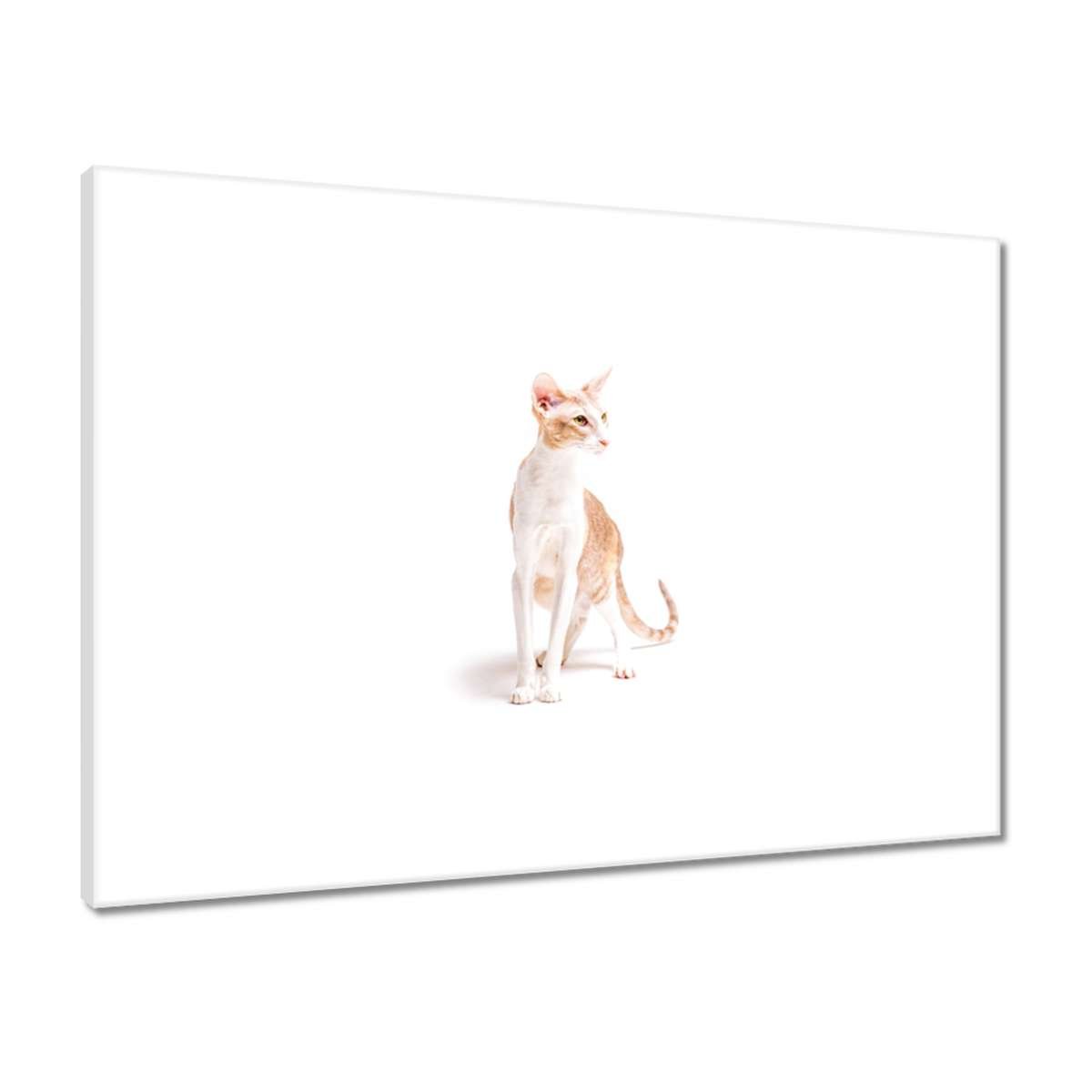 Obraz Kot Kotek Koty Kicia, 70x50cm - ZeSmakiem | Sklep EMPIK.COM