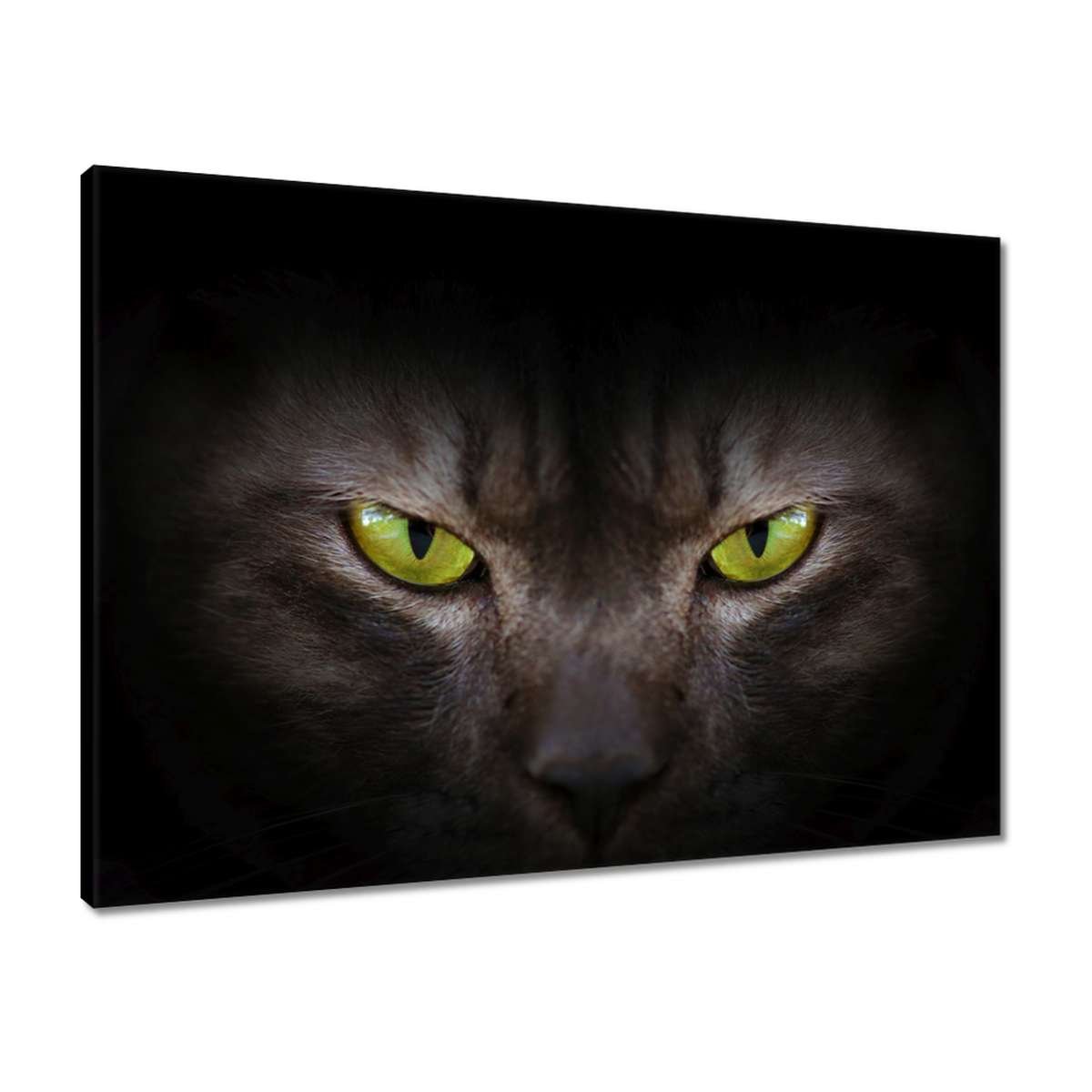 Obraz Kot Kotek Koty Kicia, 70x50cm - ZeSmakiem | Sklep EMPIK.COM