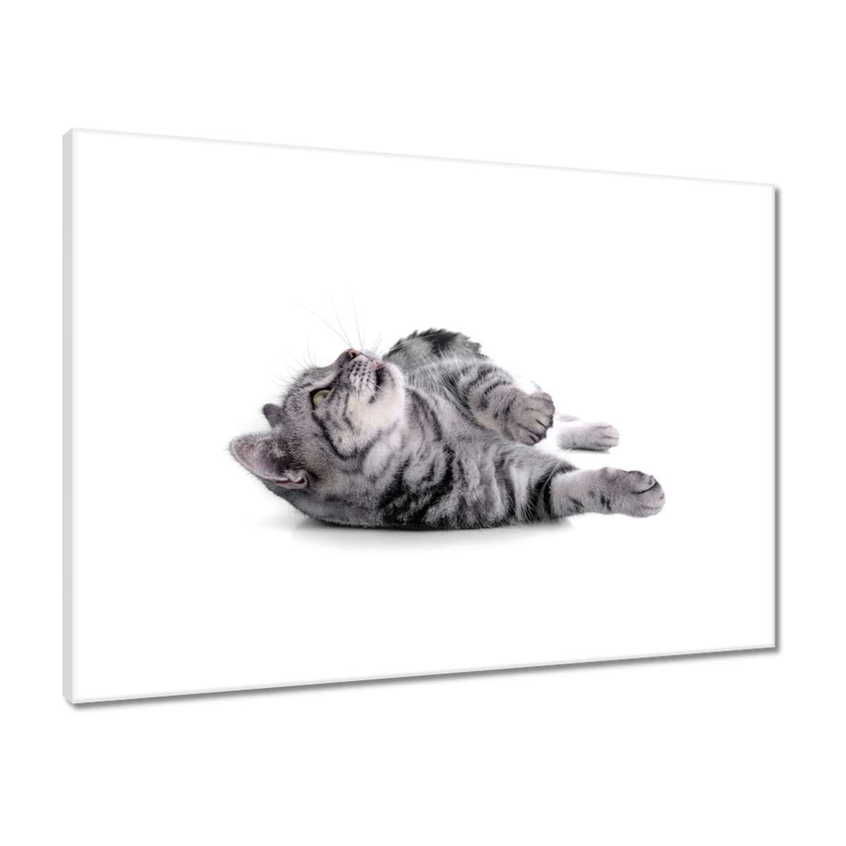 Obraz Kot Kotek Koty Kicia, 70x50cm - ZeSmakiem | Sklep EMPIK.COM