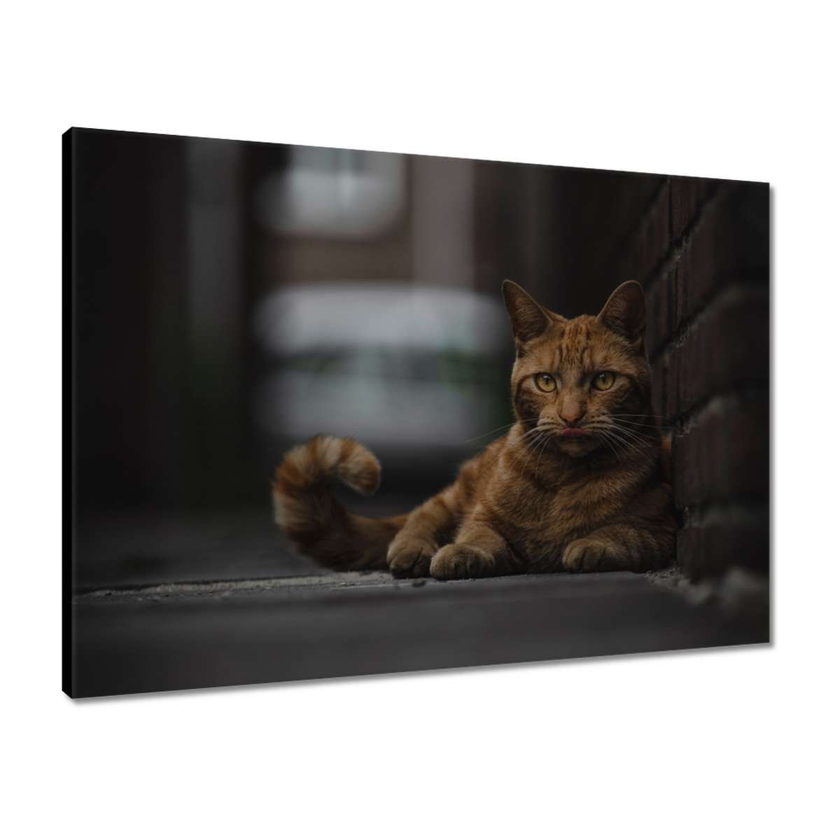 Obraz Kot Kotek Koty Kicia, 70x50cm - ZeSmakiem | Sklep EMPIK.COM