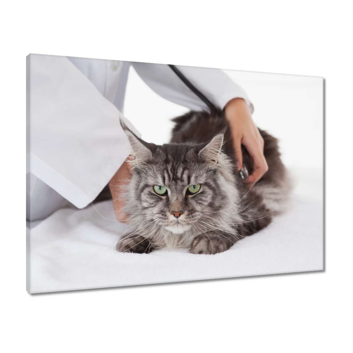 Obraz Kot Kotek Koty Kicia, 70x50cm - ZeSmakiem | Sklep EMPIK.COM