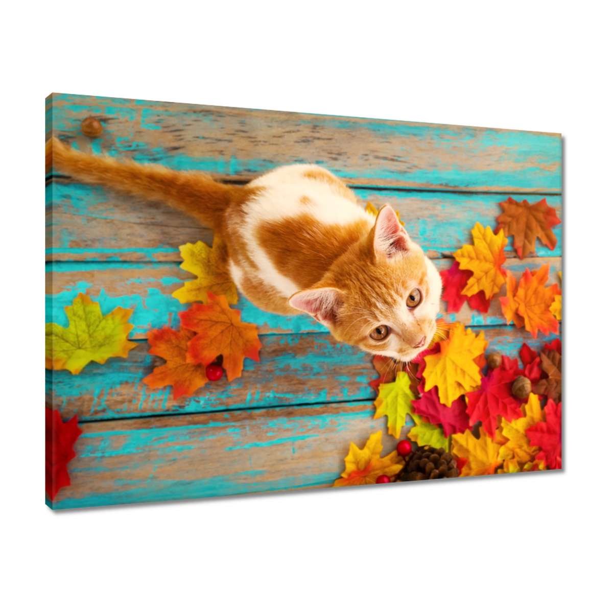 Obraz Kot Kotki Koty Kicia, 70x50cm - ZeSmakiem | Sklep EMPIK.COM