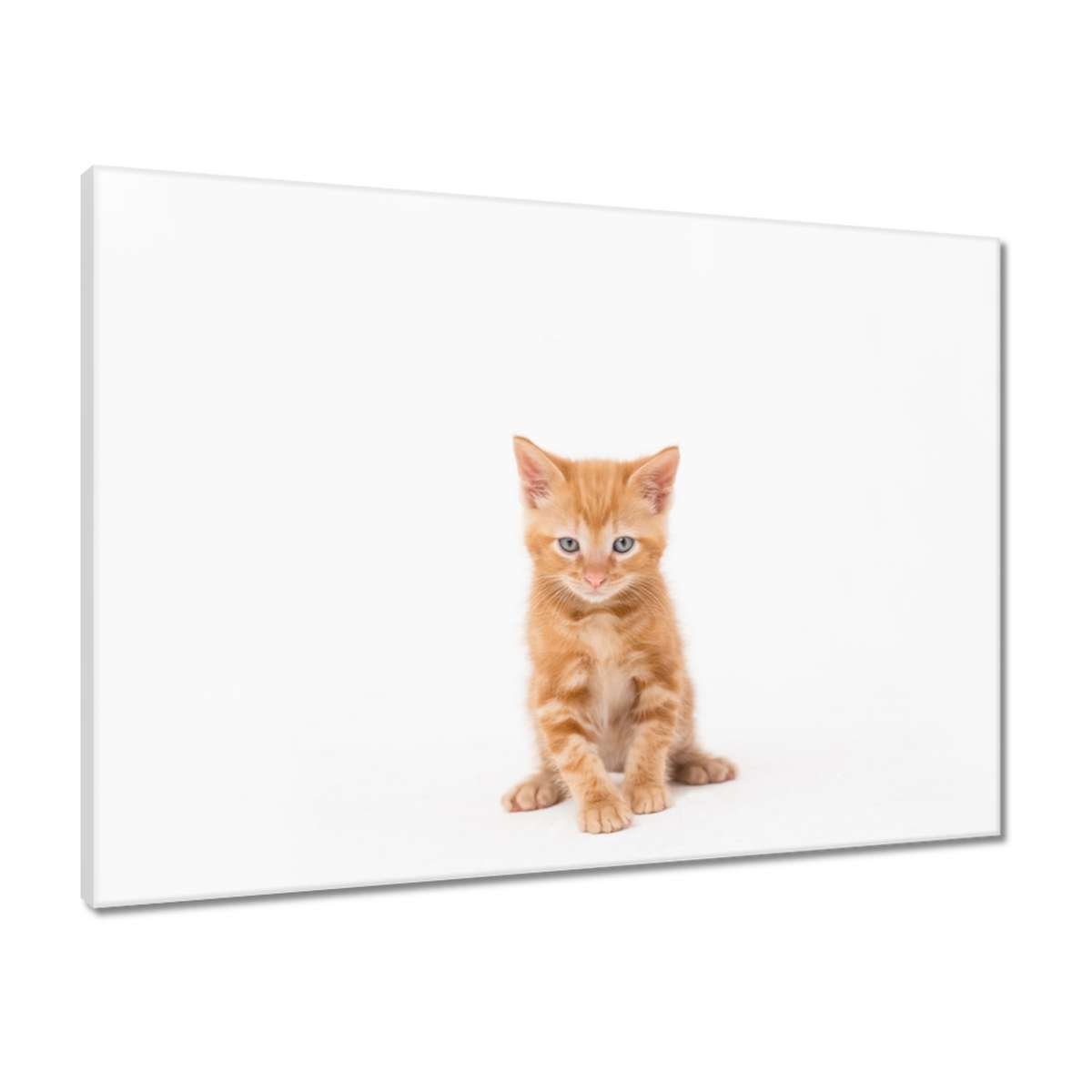 Obraz Kot Kotki Koty Kicia, 70x50cm - ZeSmakiem | Sklep EMPIK.COM