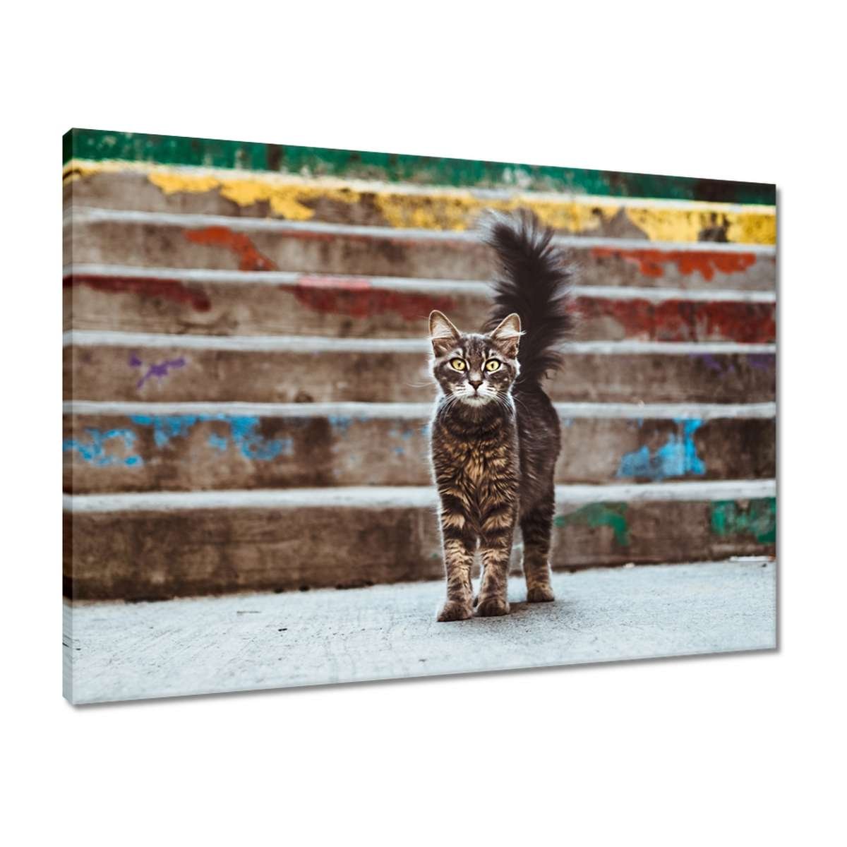 Obraz Kot Kotki Koty Kicia, 70x50cm - ZeSmakiem | Sklep EMPIK.COM