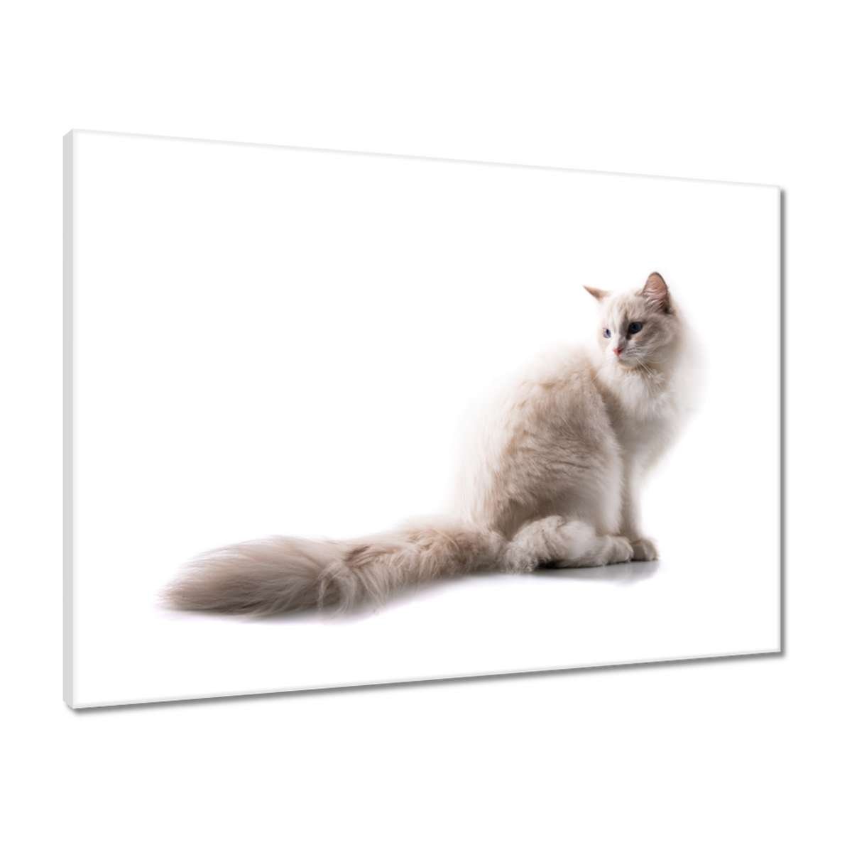 Obraz Kot Kotki Koty Kicia, 70x50cm - ZeSmakiem | Sklep EMPIK.COM