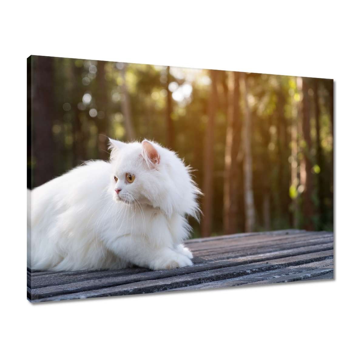 Obraz Kot Kotki Koty Kicia, 70x50cm - ZeSmakiem | Sklep EMPIK.COM