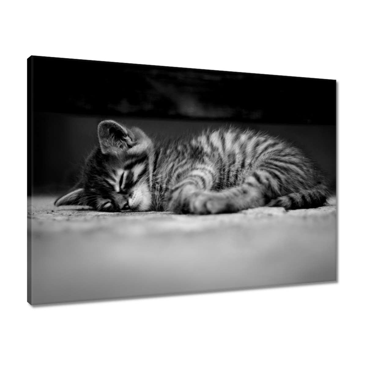 Obraz Kotek Kicia Kot Kocię, 70x50cm - ZeSmakiem | Sklep EMPIK.COM