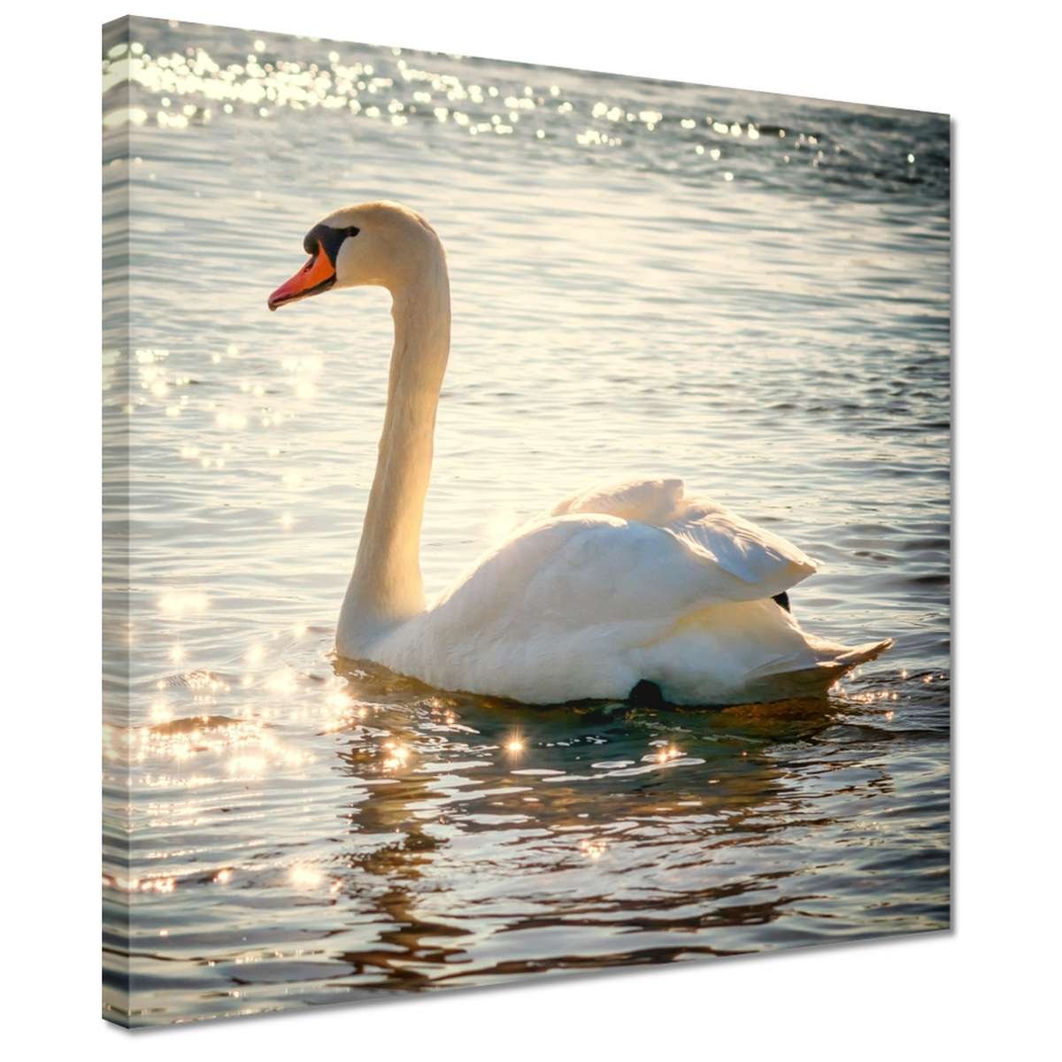 Obraz Łabędź na jeziorze, 30x30cm - ZeSmakiem | Sklep EMPIK.COM