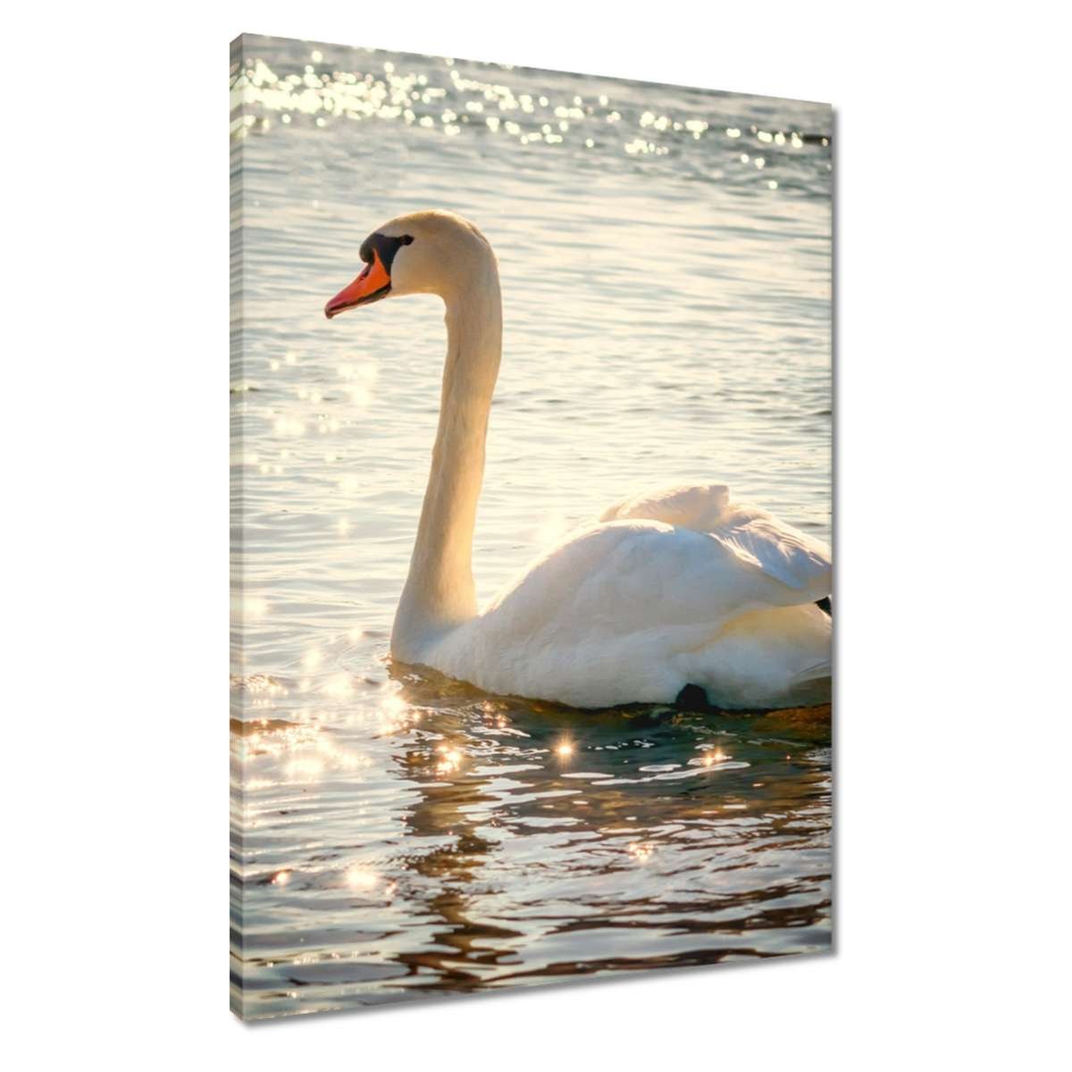 Obraz Łabędź na jeziorze, 50x70cm - ZeSmakiem | Sklep EMPIK.COM