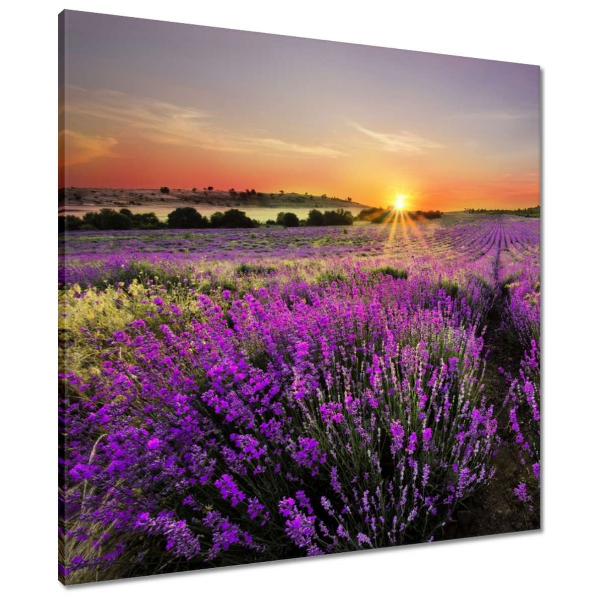 Obraz Lawendowa łąka, 70x70cm - ZeSmakiem | Sklep EMPIK.COM