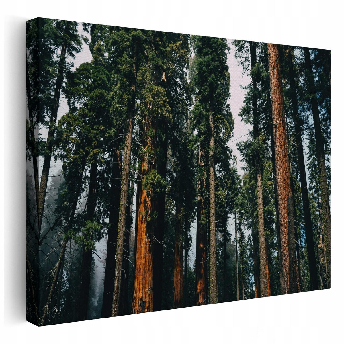 OBRAZ NA PŁÓTNIE 100 cm **wiele wzorów** OBRAZY DO SALONU LAS DRZEWA ...