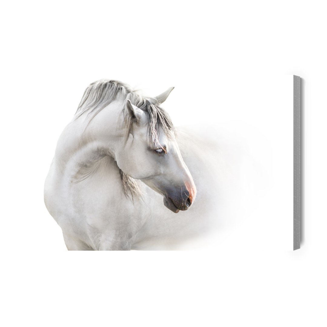 Obraz Na Płótnie Biały Koń We Mgle 70x50 - Inna marka | Sklep EMPIK.COM